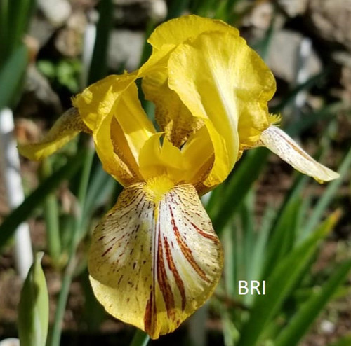Kaleidoscope | Black Ridge Iris