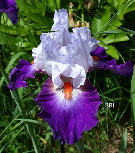 Team Spirit | Black Ridge Iris
