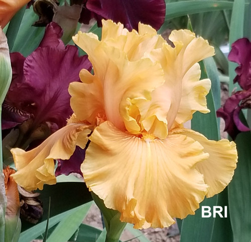 Mango Entree` | Black Ridge Iris
