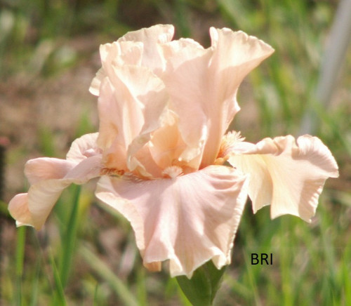 No Bikini Atoll | Black Ridge Iris