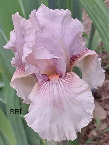 Pink Kitten | Black Ridge Iris