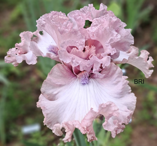 Fine Romance | Black Ridge Iris