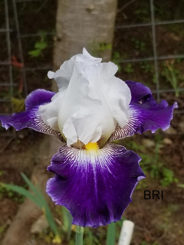 Century Bound | Black Ridge Iris