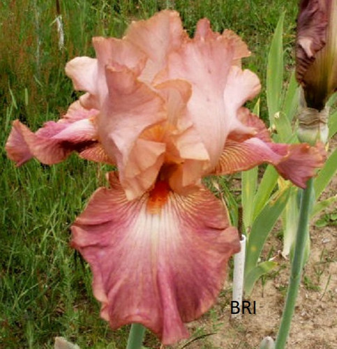Hidden World | Black Ridge Iris