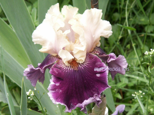 Astrobubbles | Black Ridge Iris