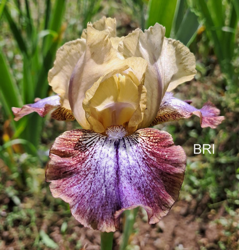 Exotic Artistry | Black Ridge Iris
