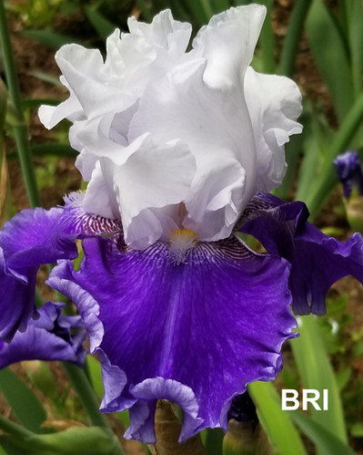 World Premier | Black Ridge Iris