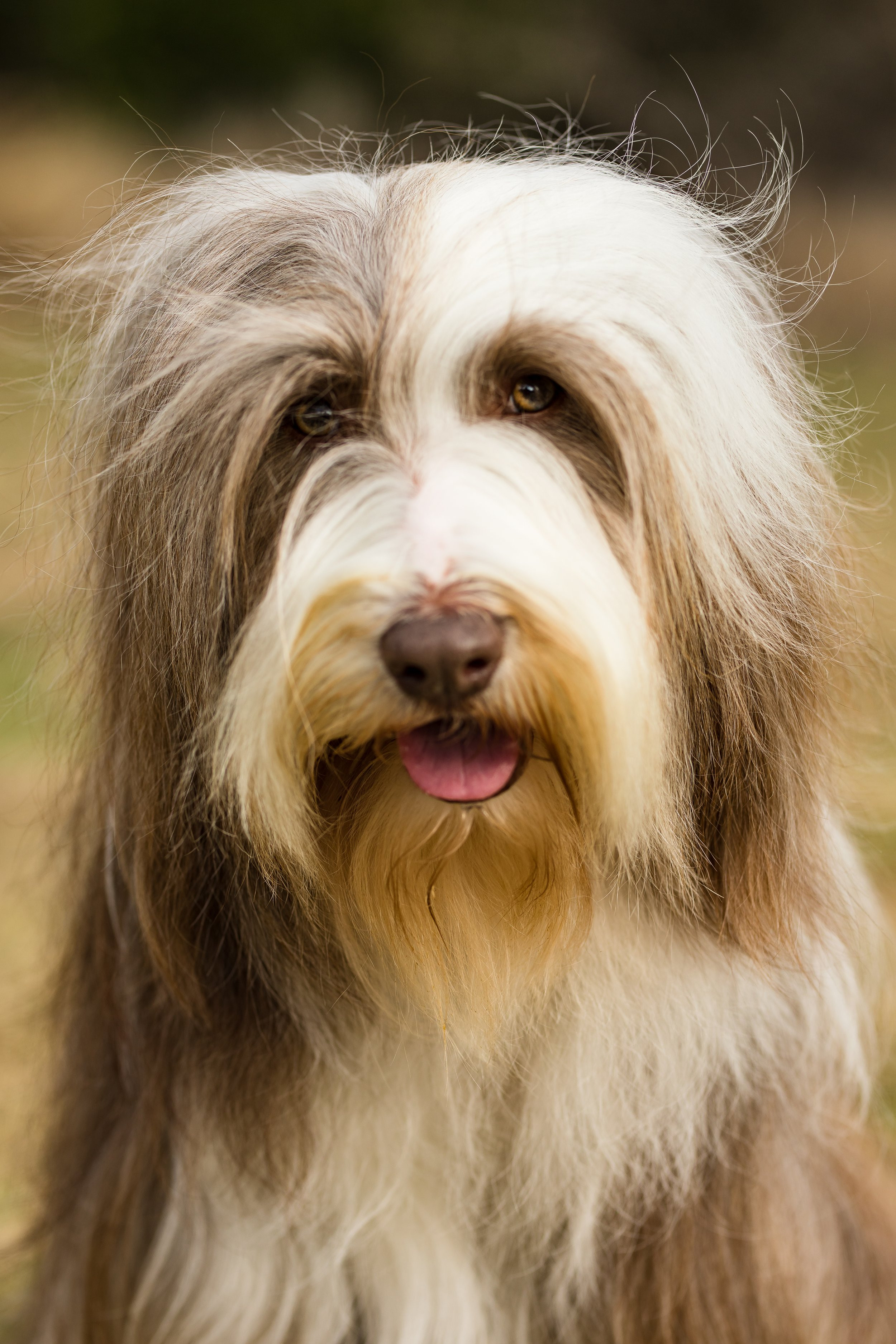 Mallory | Talent | HTM Animal Talent