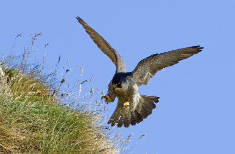 Peregrine Falcons Q & A with John Lusby | Birdwatch Ireland Me