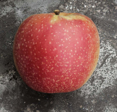 Esopus Spitzenberg | Denman Apple