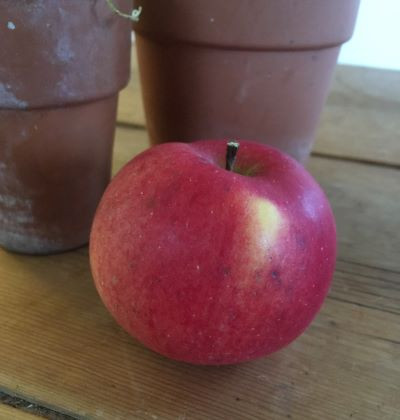 Margil | Denman Apple