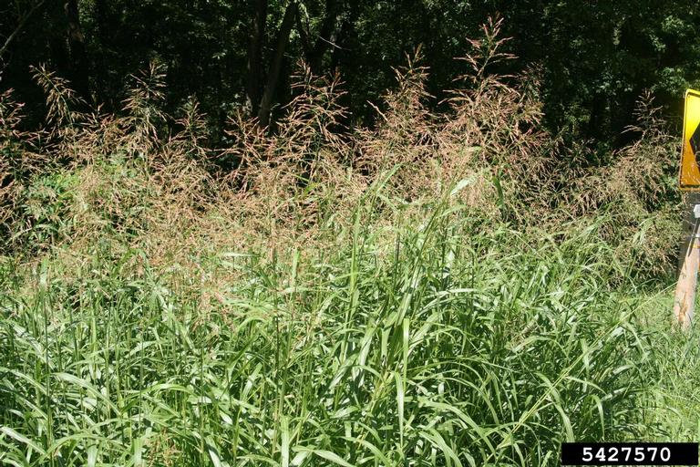 Sorghum halepense