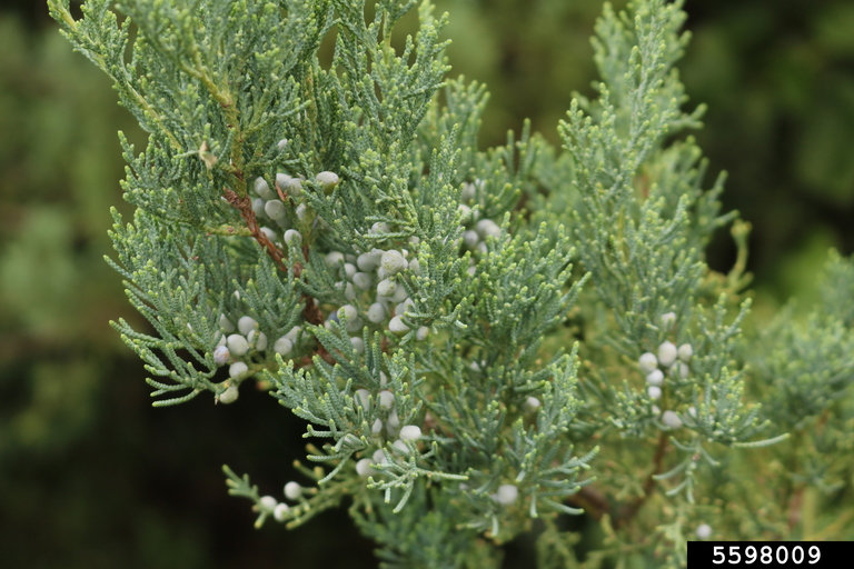 Juniperus virginiana