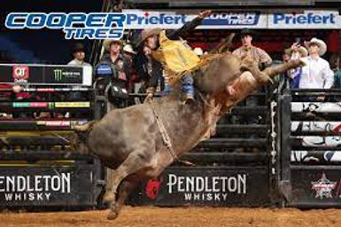 8194 BLUE DUCK | McCoy Bulls