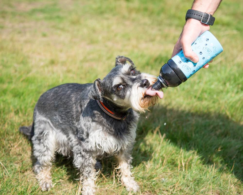 Long Paws | Dog Accessories | UK