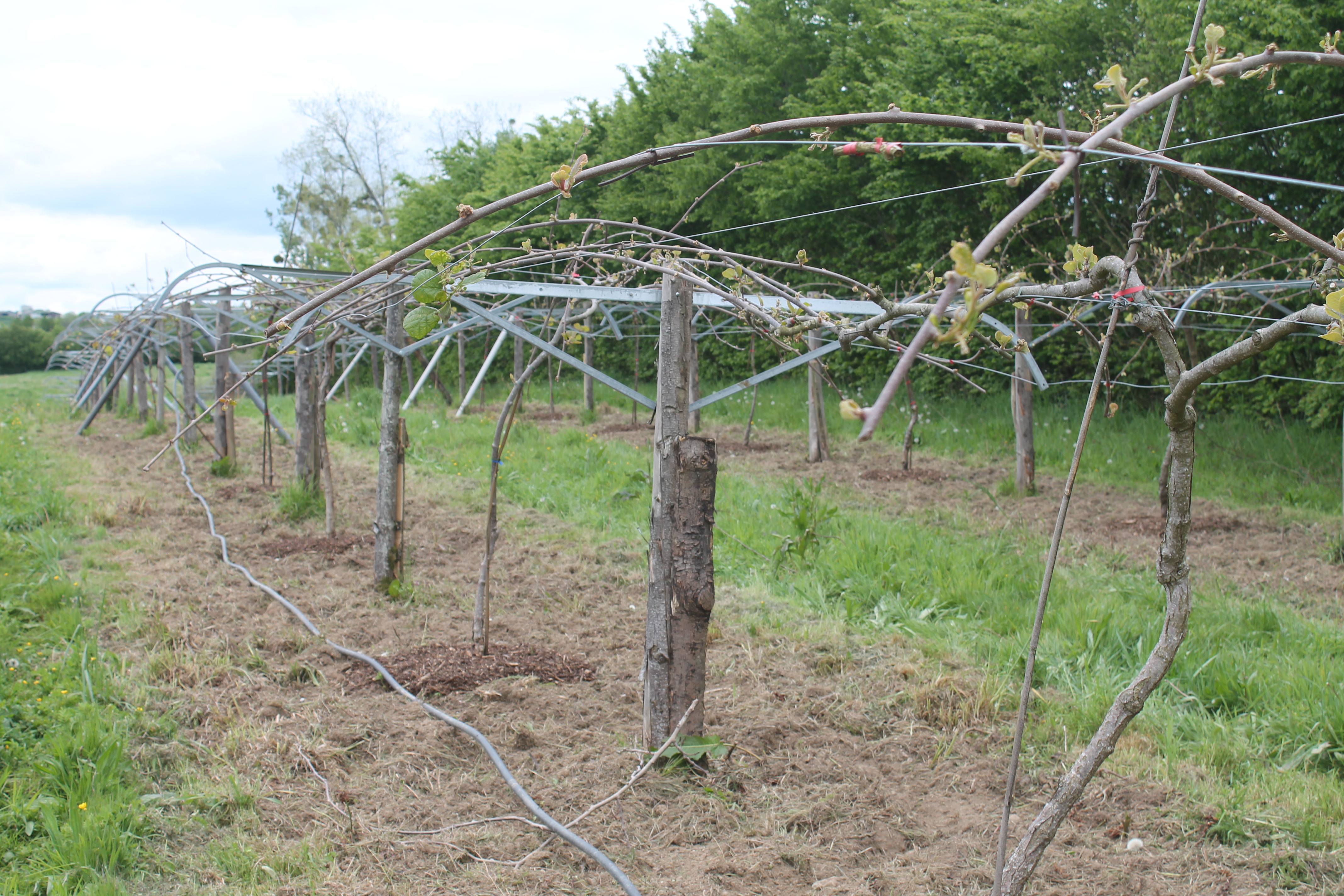 Le verger de petits fruits | Ferme Les Jardins De Cilou | France