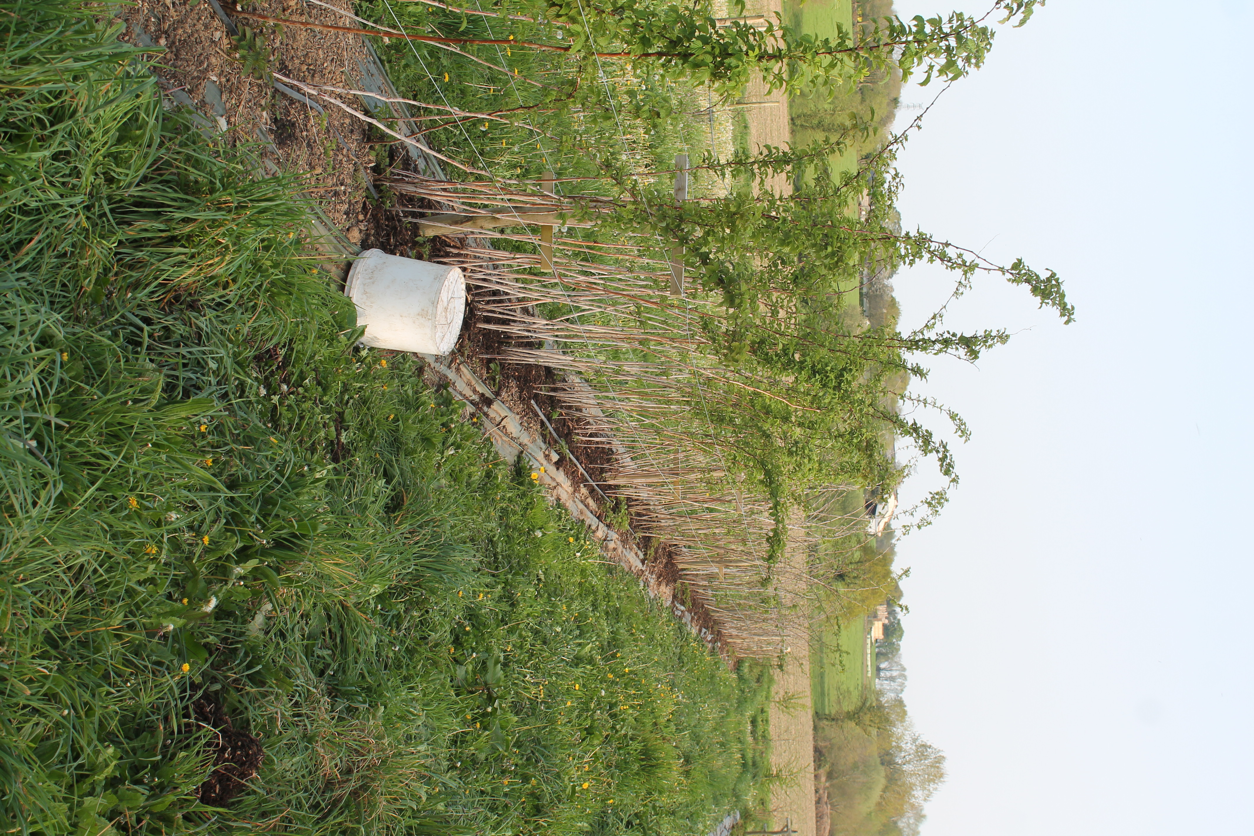Le verger de petits fruits | Ferme Les Jardins De Cilou | France