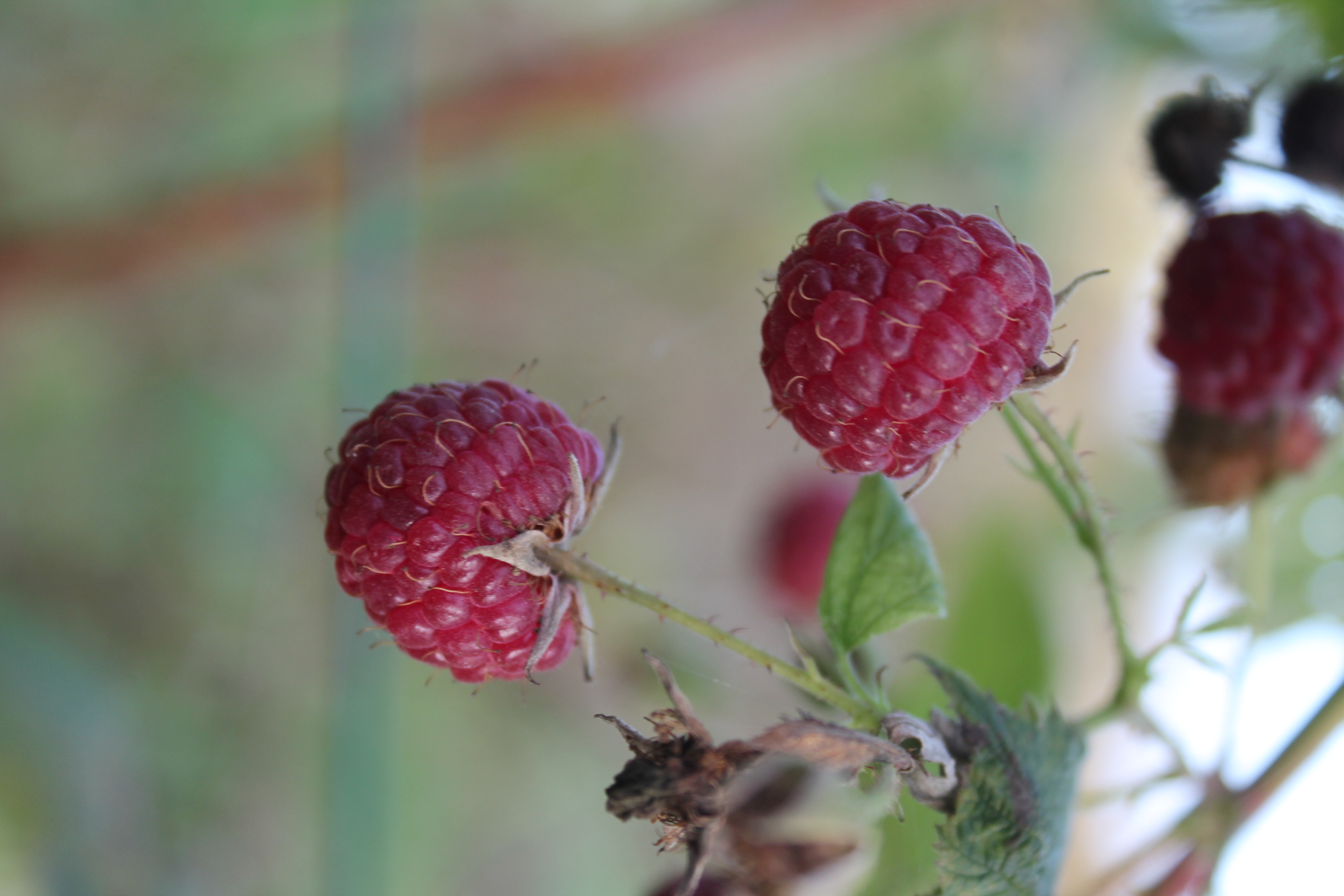 Le verger de petits fruits | Ferme Les Jardins De Cilou | France