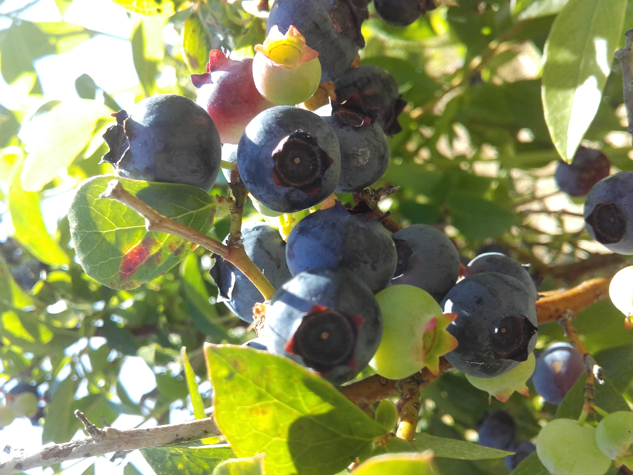 Le verger de petits fruits | Ferme Les Jardins De Cilou | France