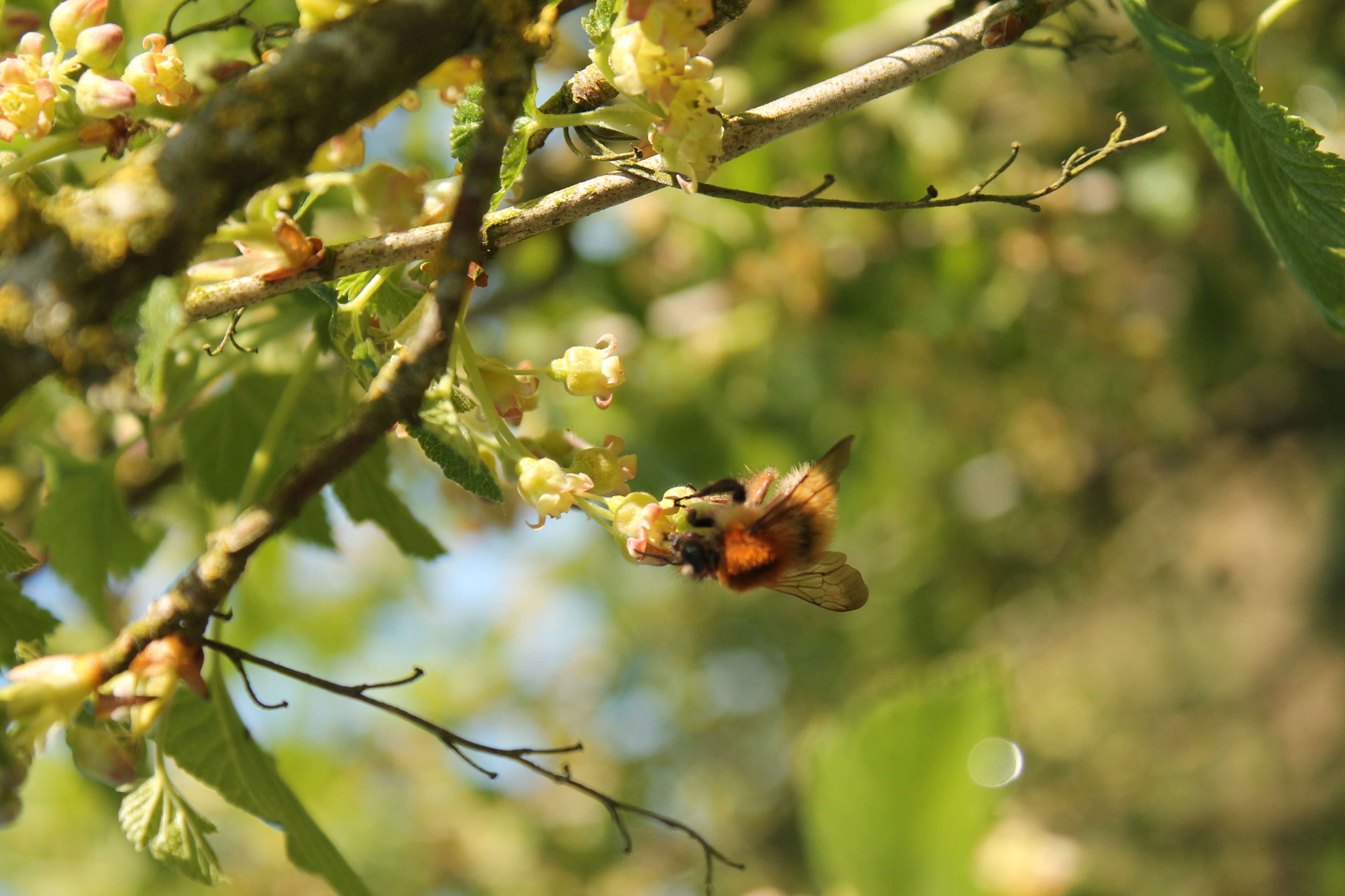 Le verger de petits fruits | Ferme Les Jardins De Cilou | France