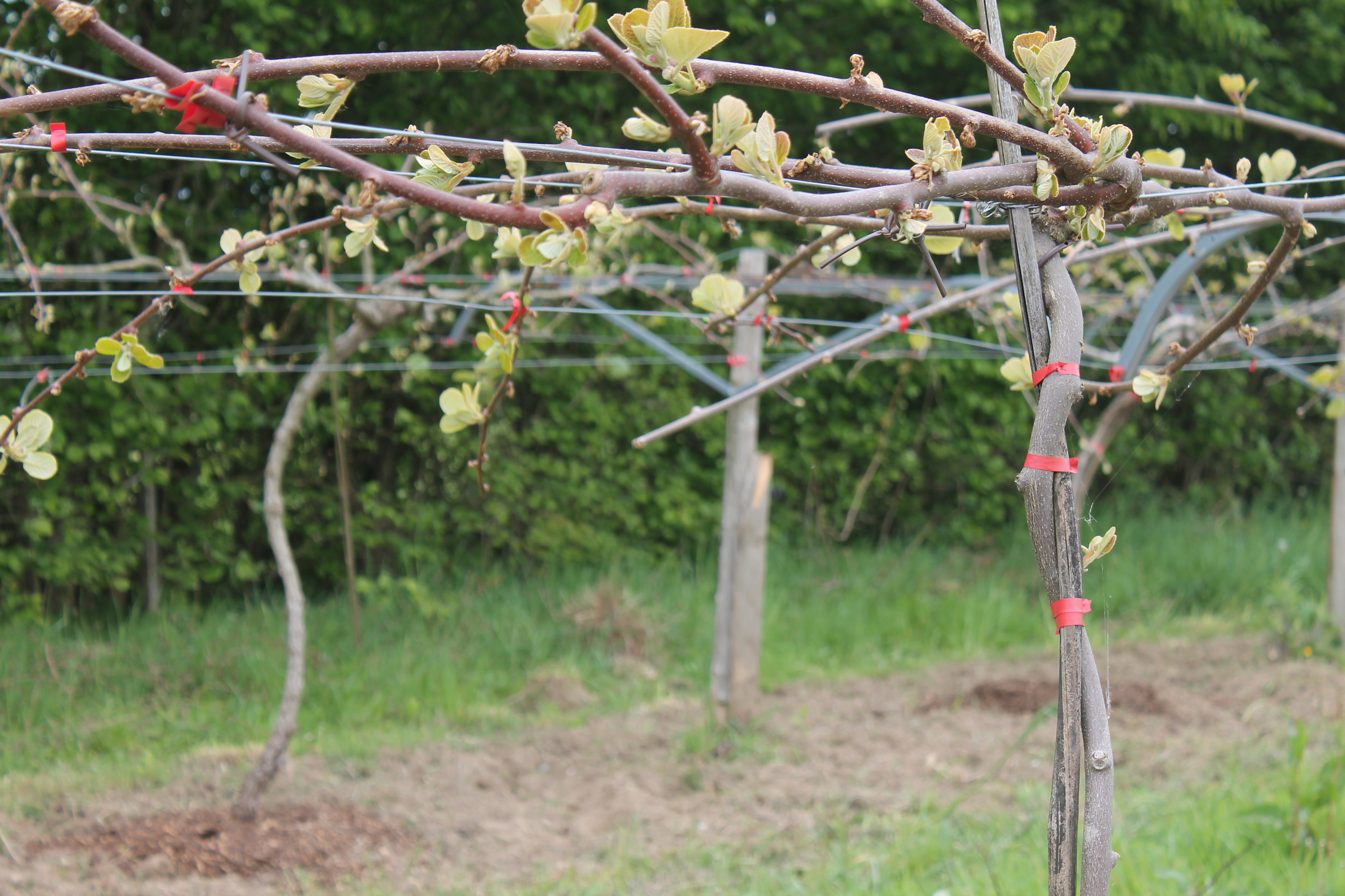 Le verger de petits fruits | Ferme Les Jardins De Cilou | France
