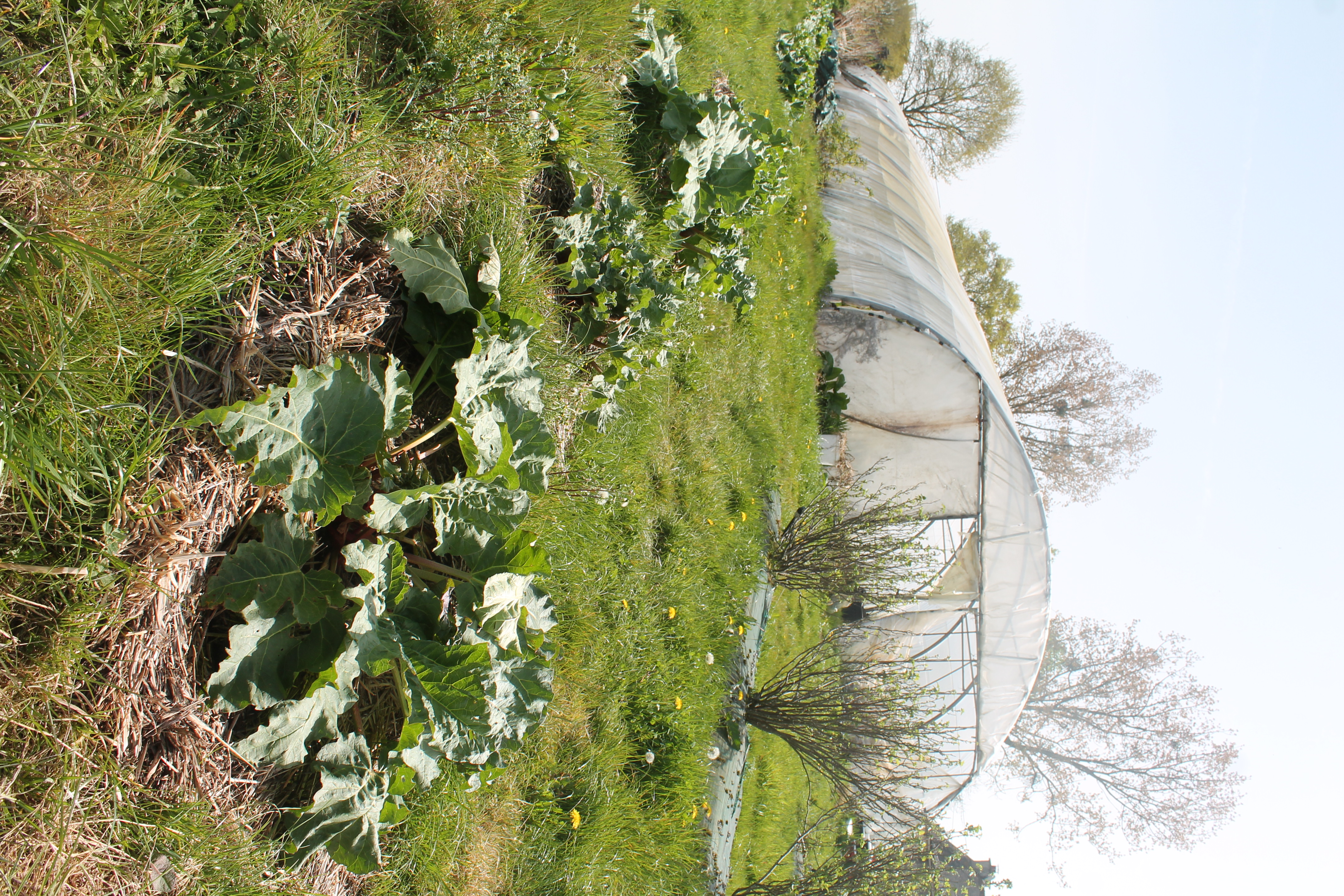 Le verger de petits fruits | Ferme Les Jardins De Cilou | France