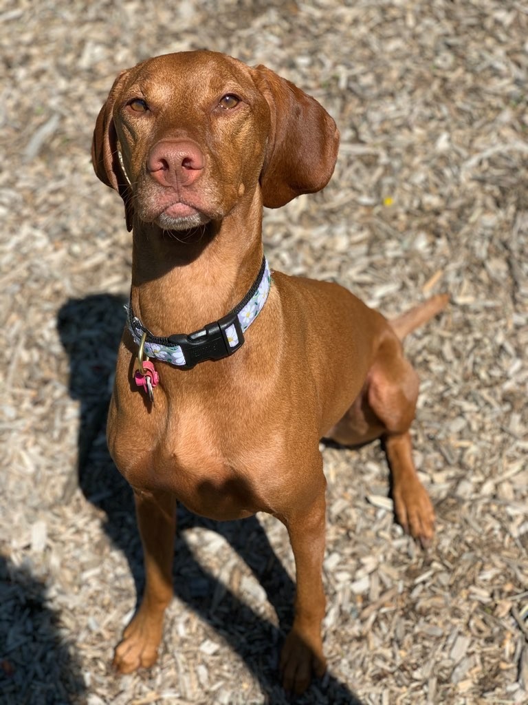 Baltimore Dog Walking | Luv My Pet