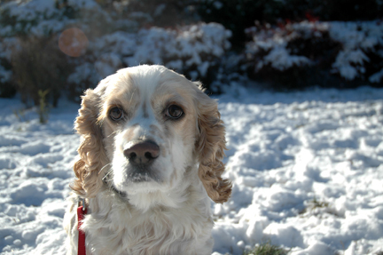 Baltimore Dog Walking | Luv My Pet