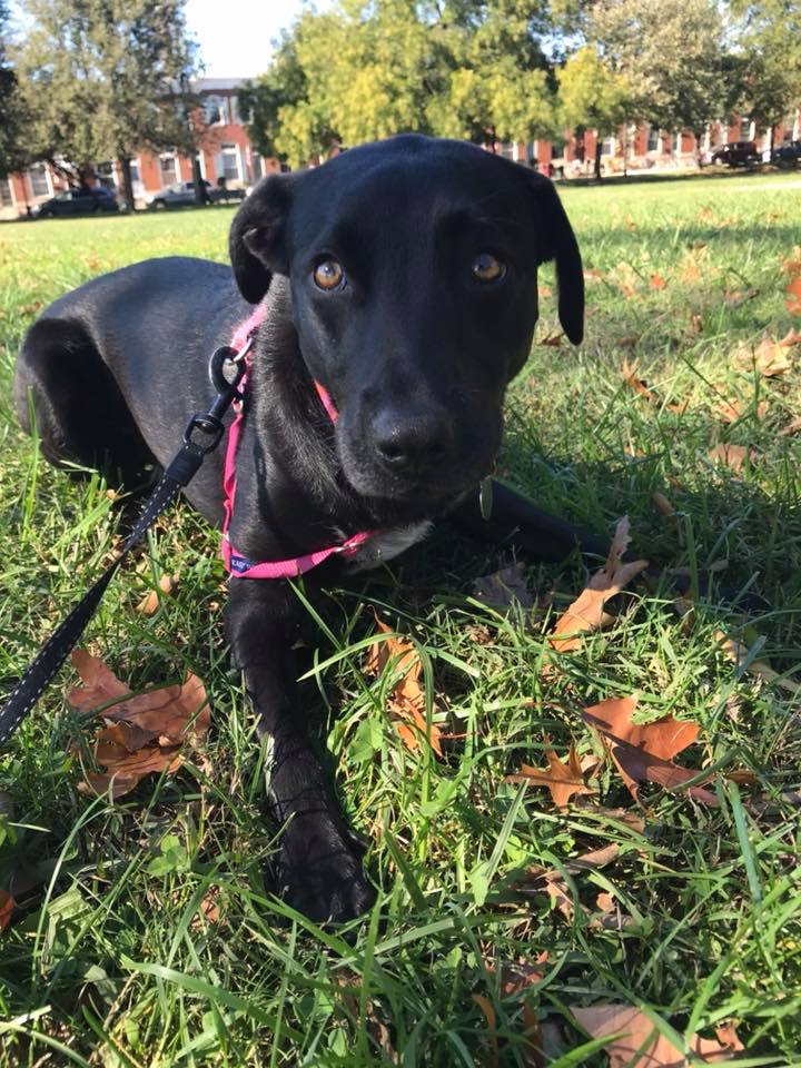 Baltimore Dog Walking | Luv My Pet