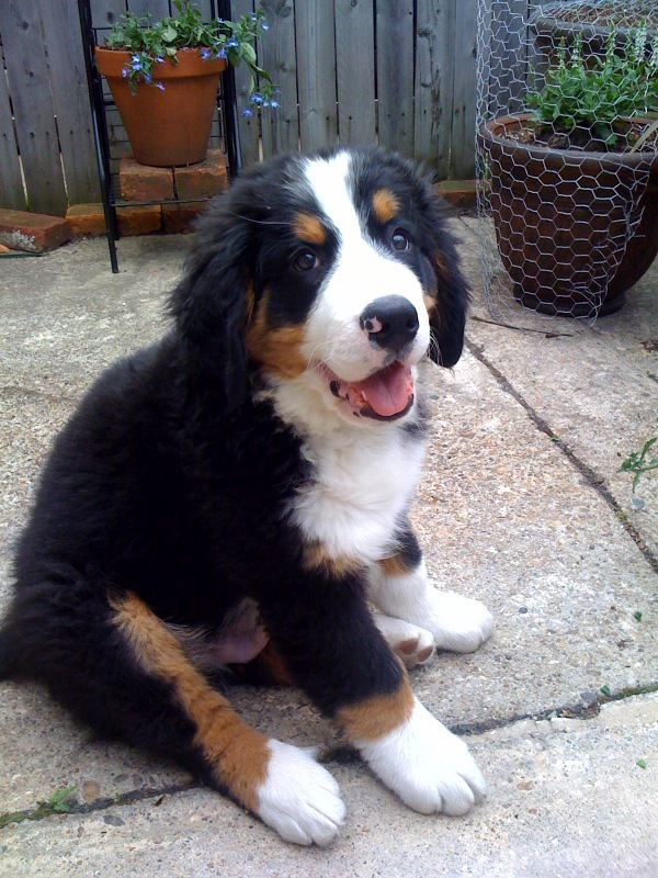 Baltimore Dog Walking | Luv My Pet