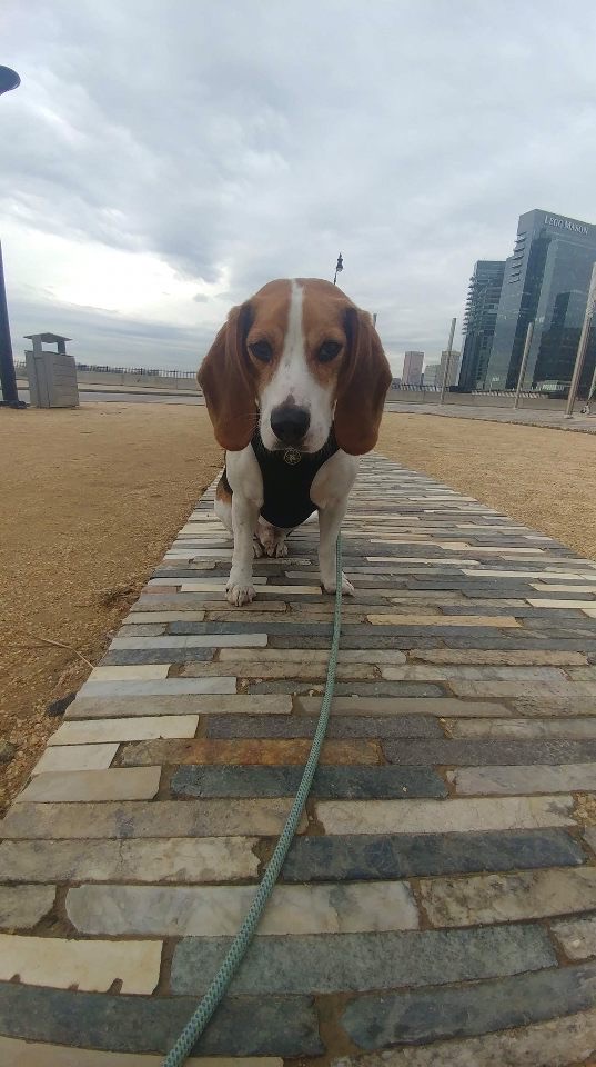 Baltimore Dog Walking | Luv My Pet