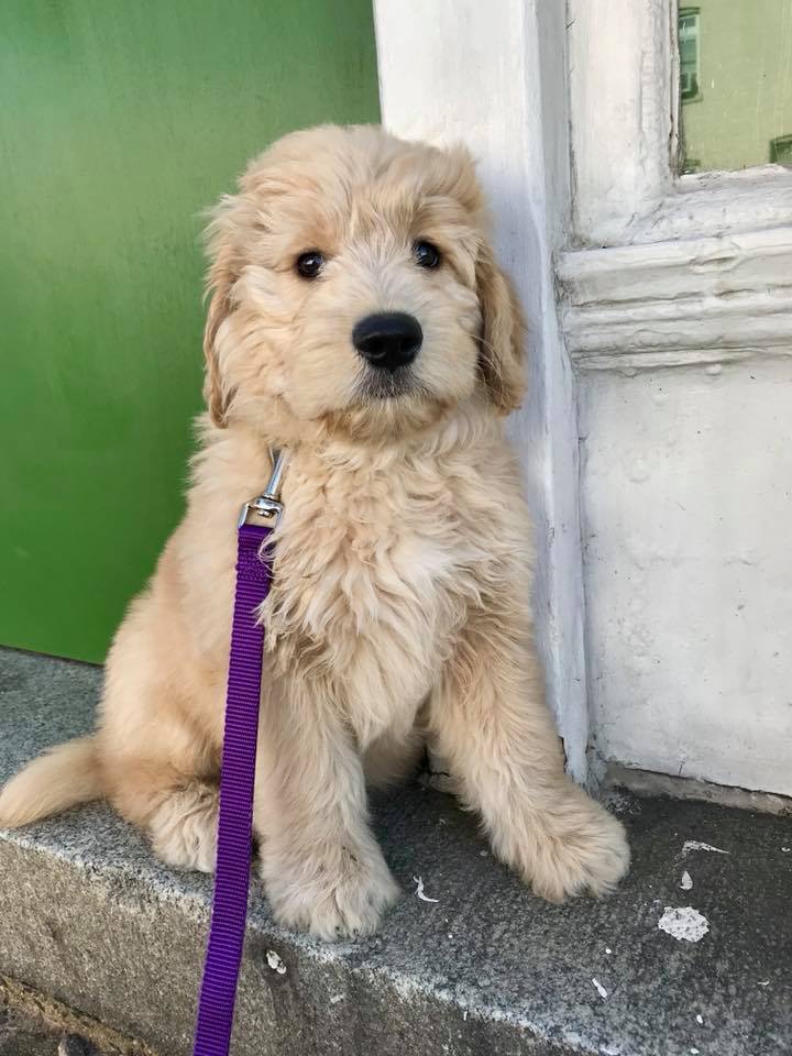 Baltimore Dog Walking | Luv My Pet