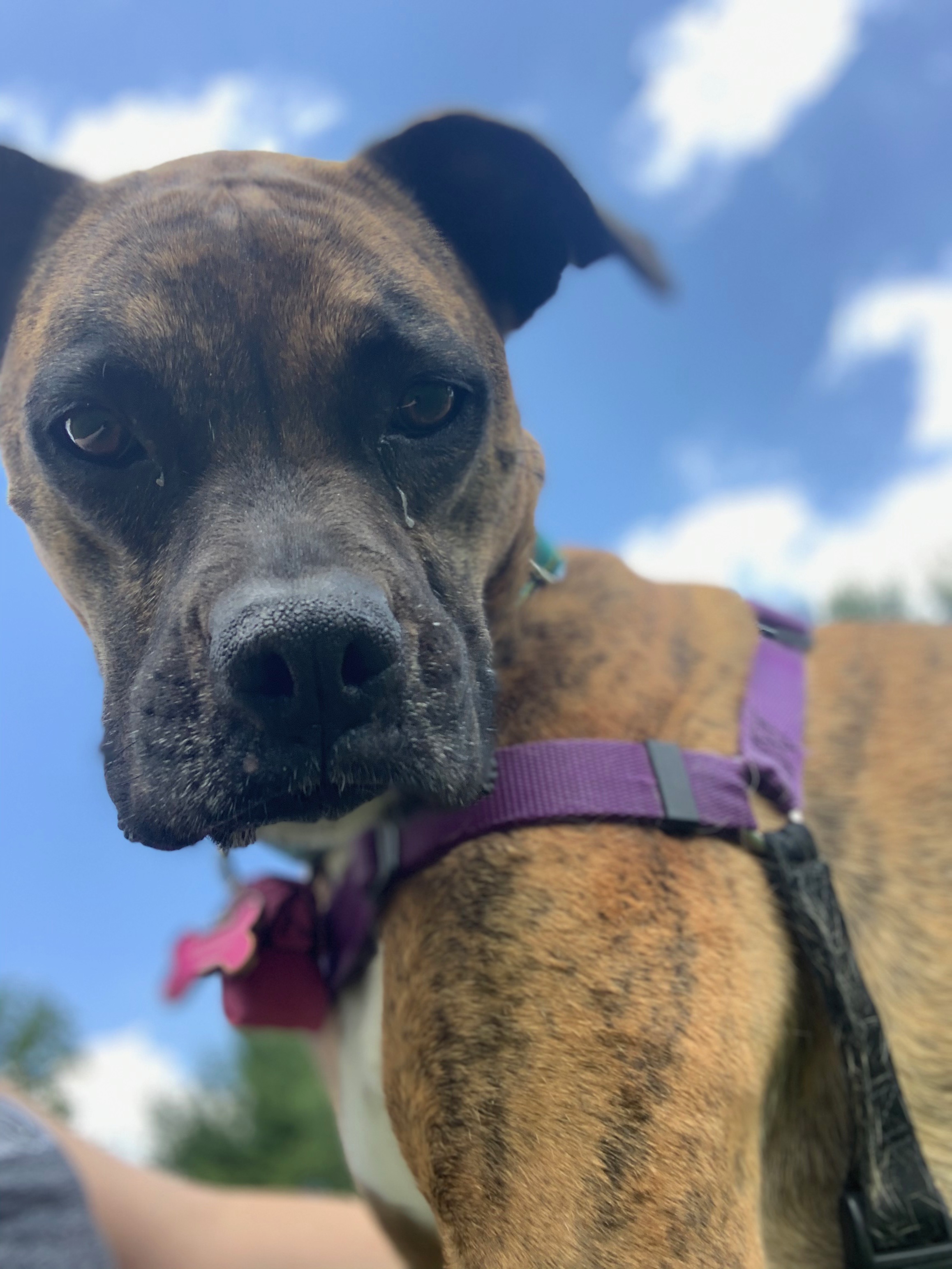 Baltimore Dog Walking | Luv My Pet