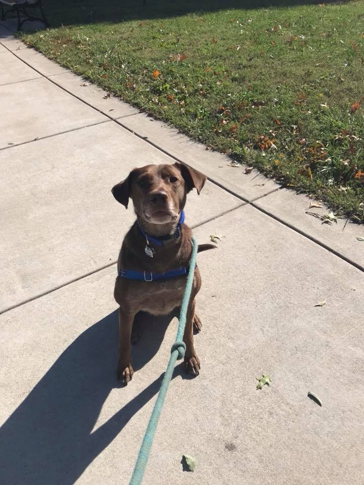 Baltimore Dog Walking | Luv My Pet