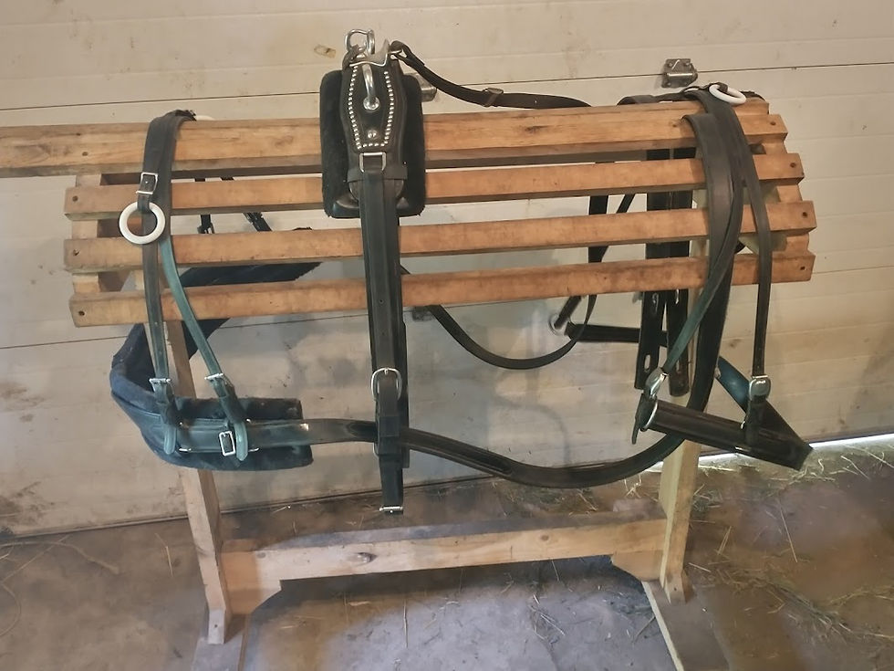 Horse Harness & Carts | Wilson Stock Farms