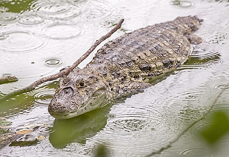 Projeto Caiman | Espírito Santo, Brasil