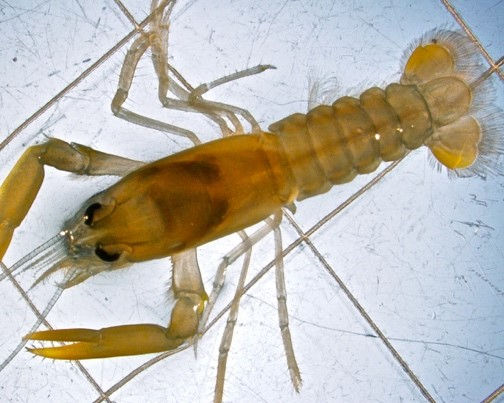 Low pH impacts on juvenile American lobsters