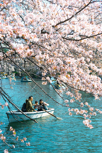 Japan collection | shootandwander