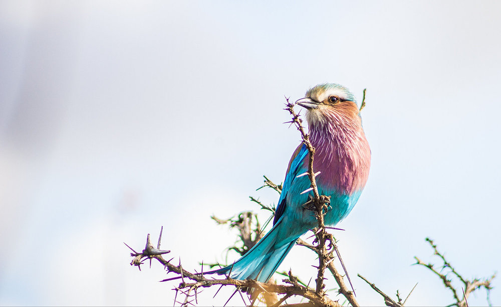 Have You Heard About The Bird?