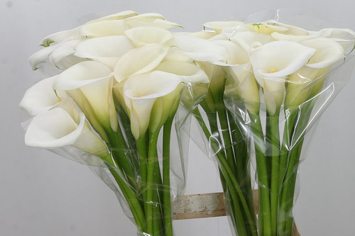 Calla Ivory Art | NYC FLOWER MARKET