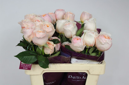 Inspiring David Austin Juliet Rose Photos
