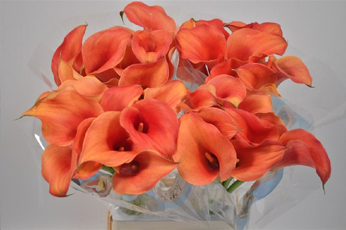 Calla Captain Odeon | NYC FLOWER MARKET