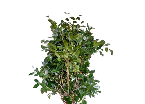 CAMELIA BRANCHES | NYC FLOWER MARKET