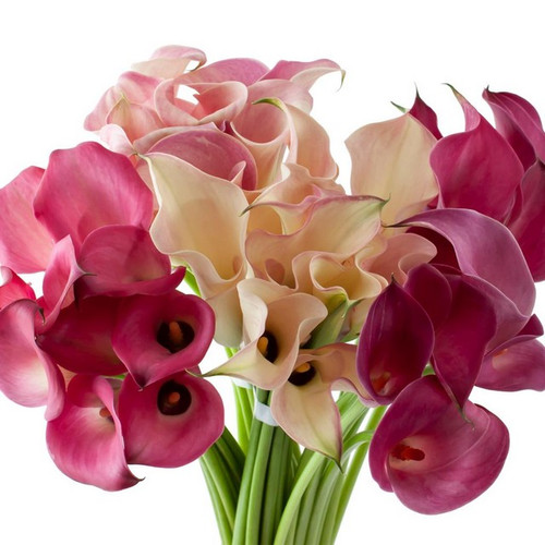 CALLA PINK ASSORTED | NYC FLOWER MARKET