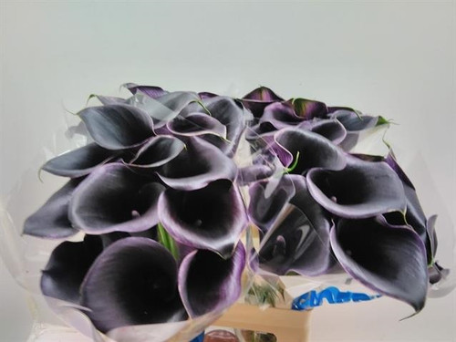 Calla Capt Beretta | NYC FLOWER MARKET