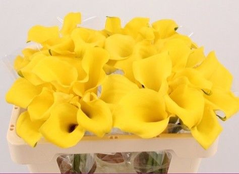 Calla Captain Morelli | NYC FLOWER MARKET