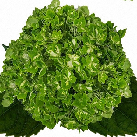 EMERALD GREEN HYDRANGEAS | NYC FLOWER MARKET