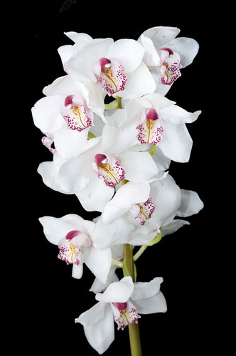 Cymbidium Cascade | NYC FLOWER MARKET