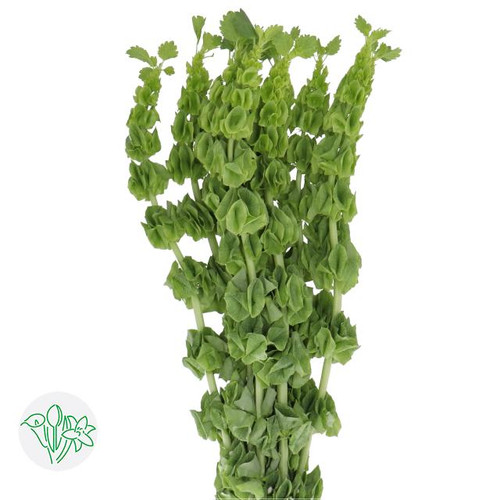 Molucella (Bells Of Ireland) | NYC FLOWER MARKET