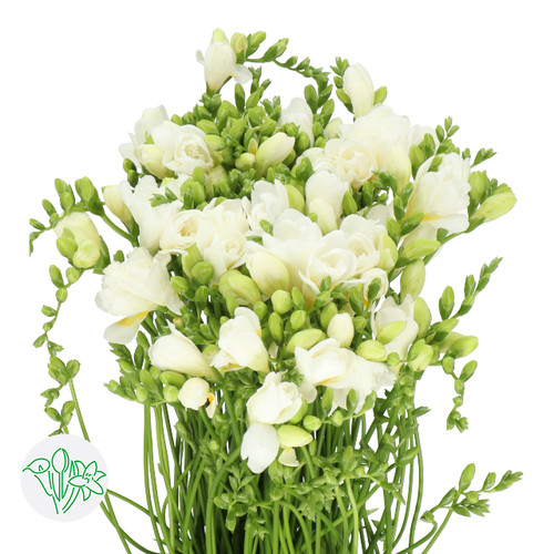 Freesia Ambiance | NYC FLOWER MARKET